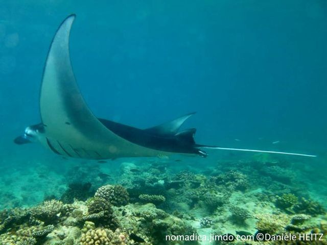 Mobula alfredi - Site de nomadica