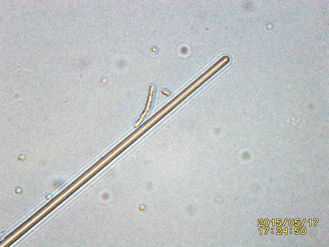 Theonella swinhoei - Site de nomadica