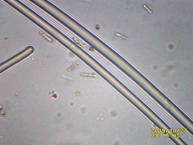 Theonella conica - Site de nomadica