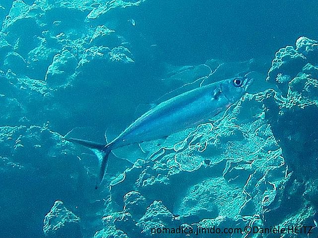 Grammatorcynus bilineatus - Site de nomadica