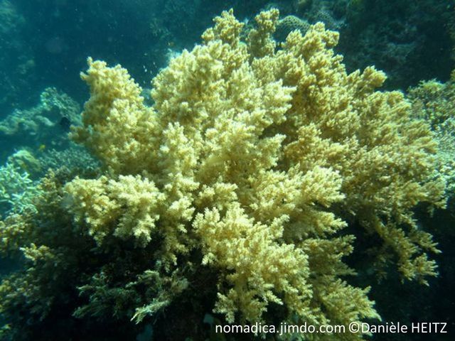 Klyxum simplex - Site de nomadica