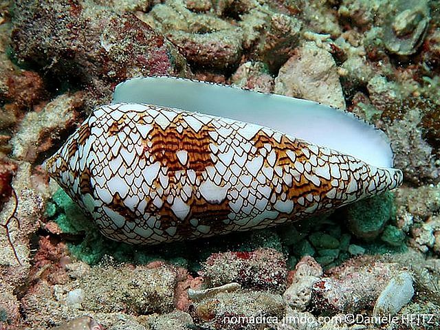 Conus textile neovicarius - Site de nomadica