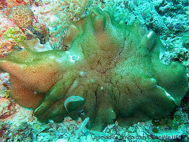 Lobophytum patulum - Site de nomadica