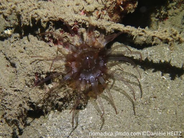 Dofleinia armata - Site de nomadica