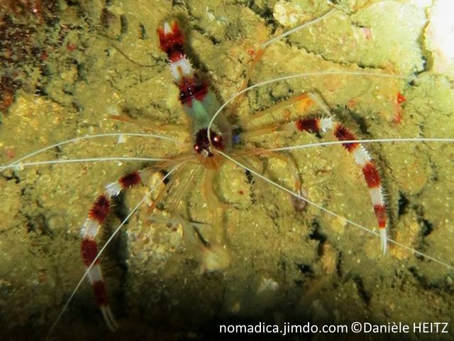 Stenopus hispidus - Site de nomadica