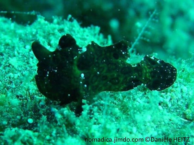 Antennarius randalli - Site de nomadica