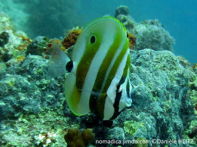 Coradion chrysozonus - Site de nomadica