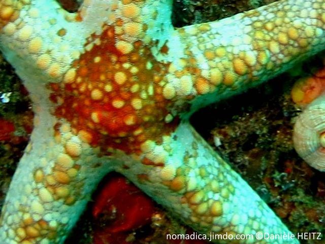 Narcissia trigonaria - Site de nomadica