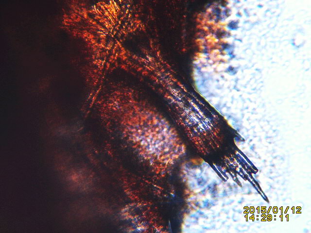 stylissa carteri - Site de nomadica