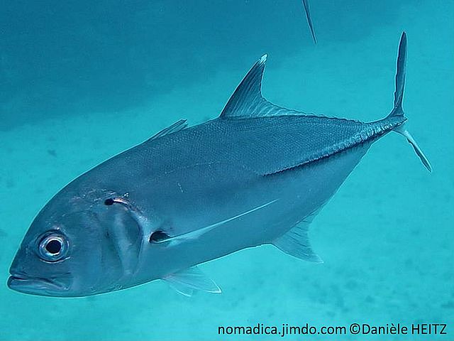 Caranx sexfasciatus - Site de nomadica