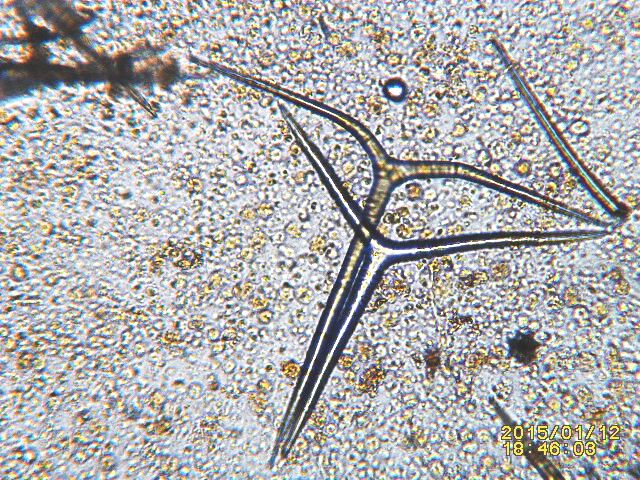 Sycettusa simplex - Site de nomadica