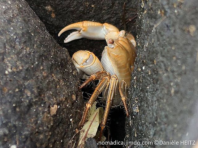 céphalothorax crabe