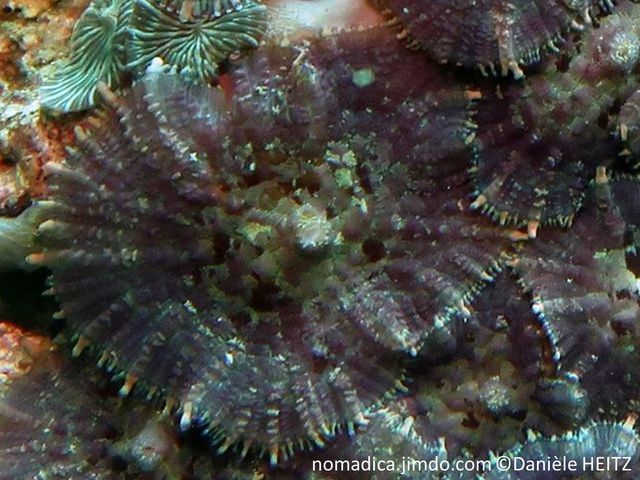 Rhodactis inchoata - Site de nomadica