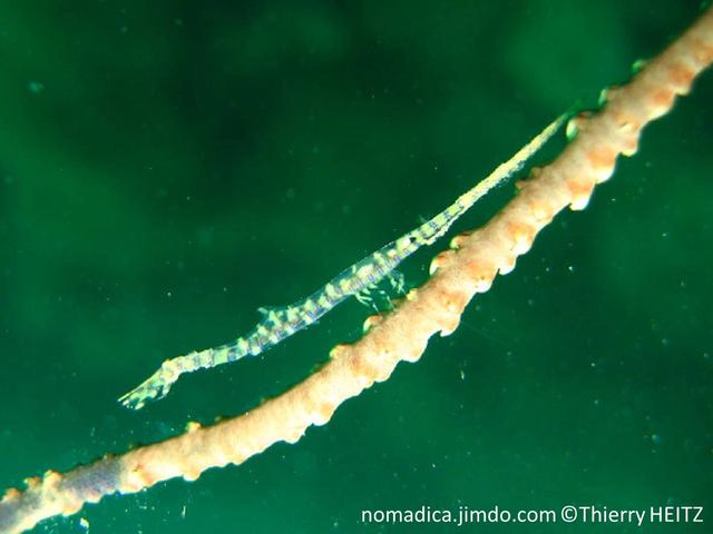 Tozeuma armatum - Site de nomadica