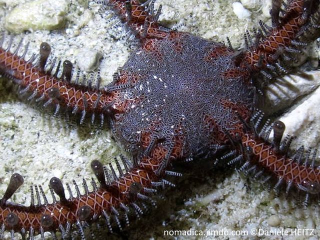 Ophiomastix annulosa - Site de nomadica
