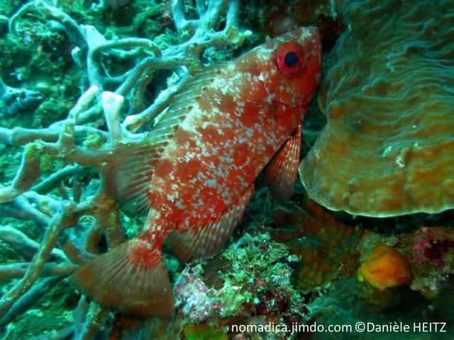 Priacanthus Blochii - Site de nomadica