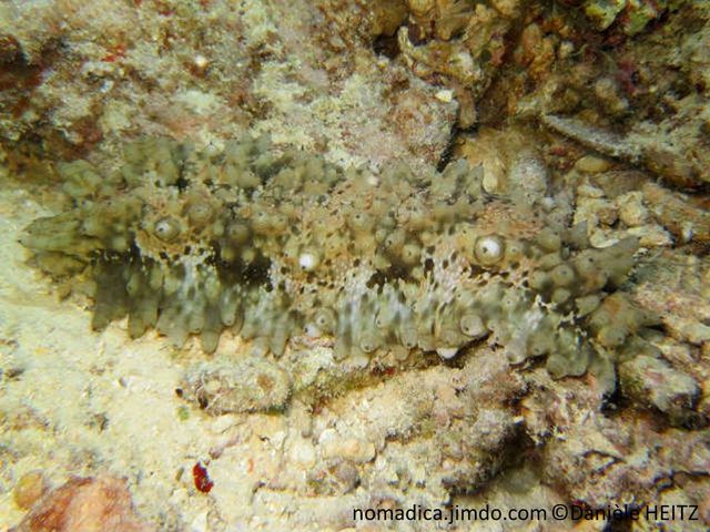 Stichopus monotuberculatus - Site de nomadica