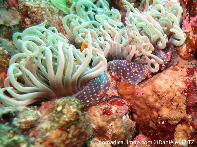 Heteractis crispa - Site de nomadica