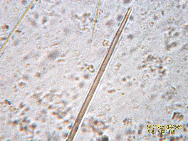 Mycale (Carmia) sp - Site de nomadica