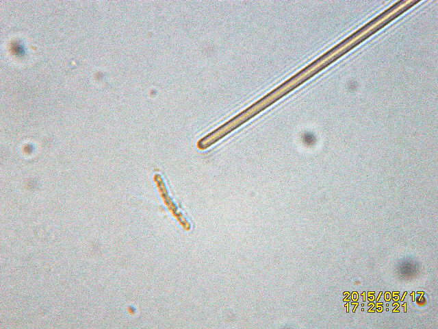 Theonella swinhoei - Site de nomadica