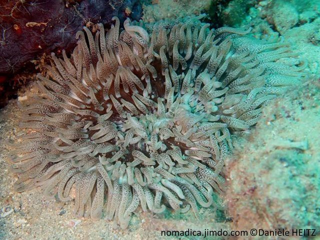 Heteractis crispa - Site de nomadica