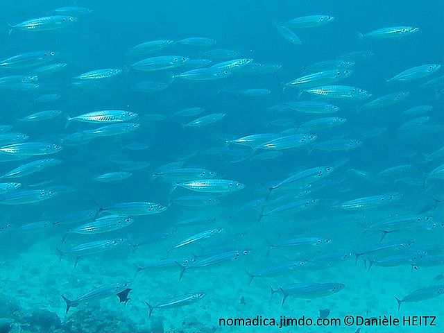 Decapterus macarellus - Site de nomadica