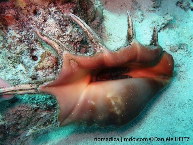 Lambis truncata sebae - Site de nomadica