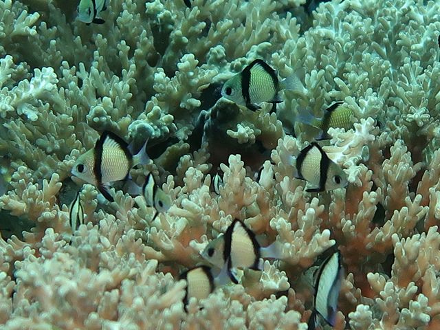 Dascyllus reticulatus - Site de nomadica