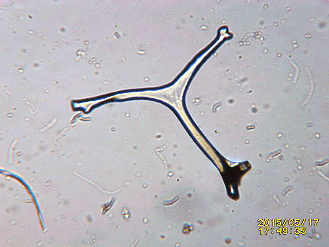 Theonella swinhoei - Site de nomadica