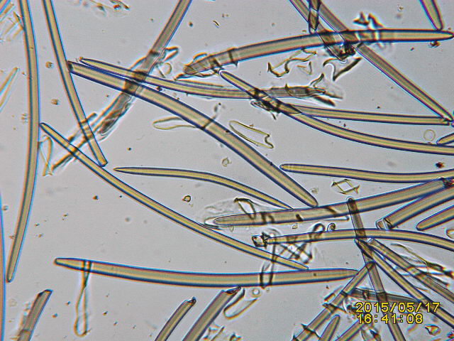 Xestospongia testudinaria - Site de nomadica