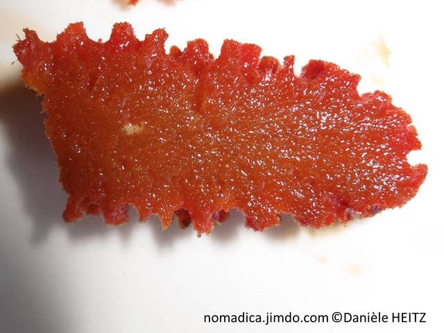 Ptilocaulis spiculifer - Site de nomadica