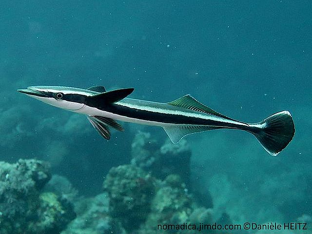 Echeneis maucrates - Site de nomadica