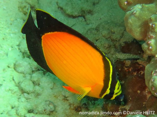 Chaetodon melapterus - Site de nomadica