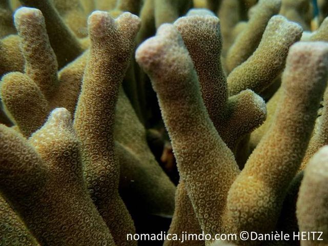Porites cylindrica - Site de nomadica