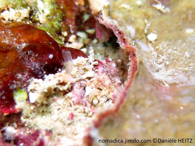 Lamellodysidea herbacea - Site de nomadica