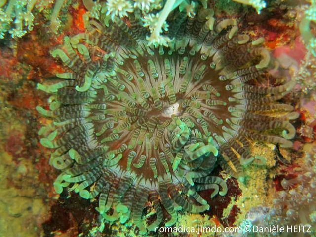 Heteractis crispa - Site de nomadica