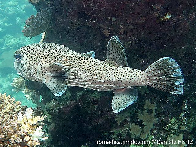 Diodon hystrix - Site de nomadica