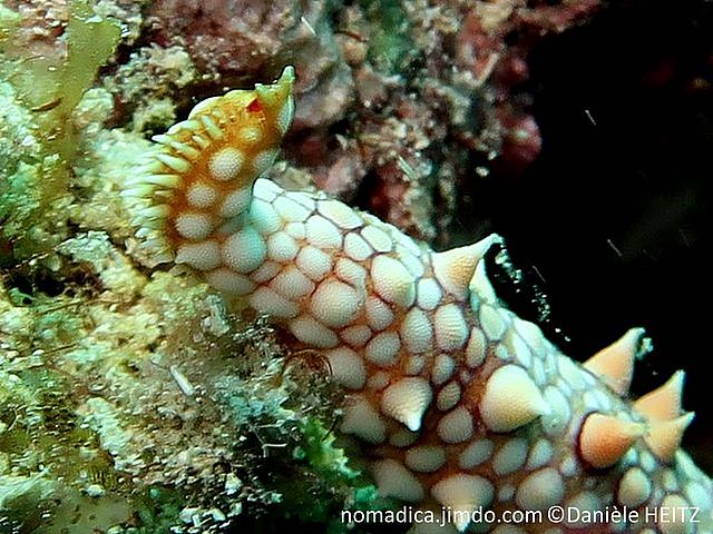 Gomophia egyptiaca - Site de nomadica