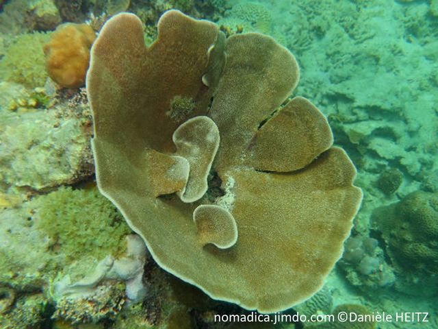 Carteriospongia foliascens - Site de nomadica