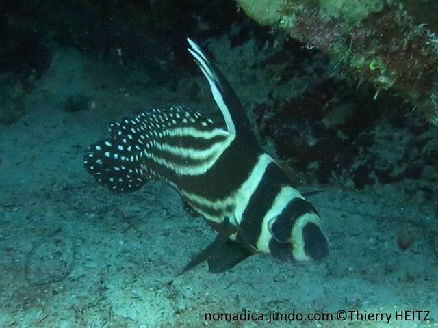 Equetus punctatus - Site de nomadica