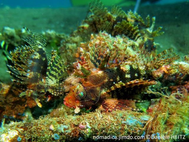 Dendrochirus brachypterus - Site de nomadica