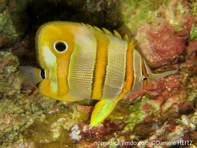 Chelmon rostratus - Site de nomadica