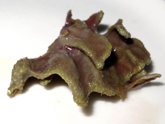 Lamellodysidea herbacea - Site de nomadica