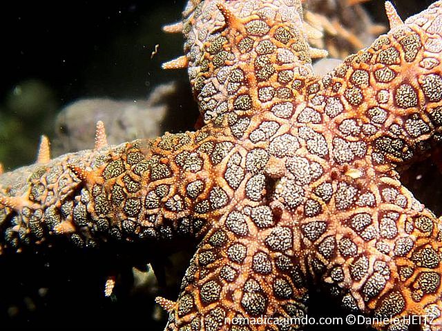 Mithrodia clavigera - Site de nomadica