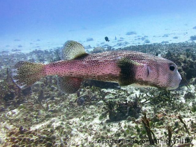 Diodon hystrix - Site de nomadica