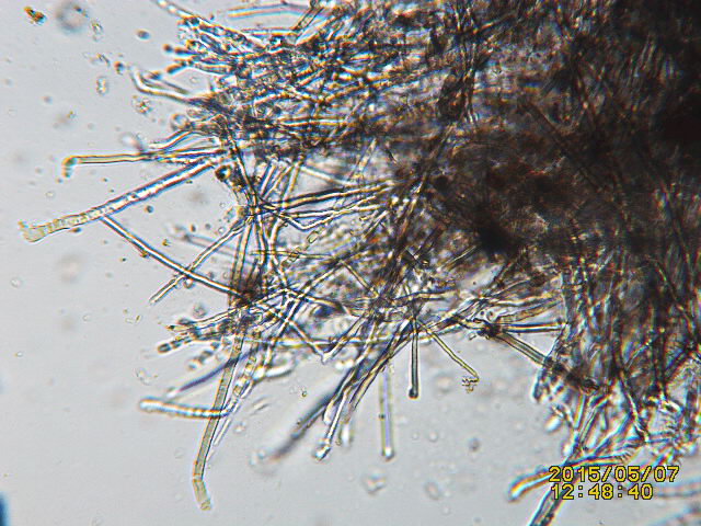 Lamellodysidea herbacea - Site de nomadica