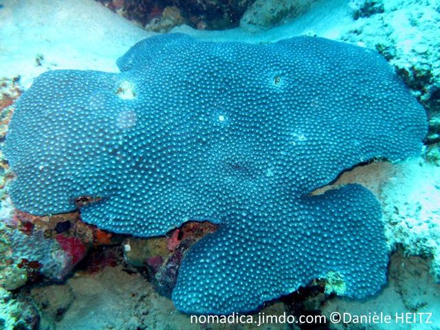 Diploastrea heliopora - Site de nomadica