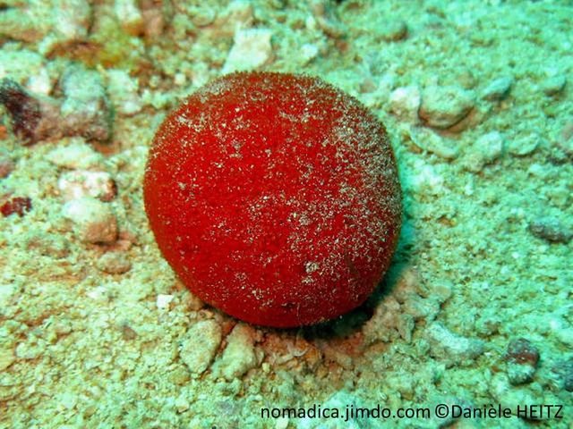 Dragmacidon durissimum - Site de nomadica