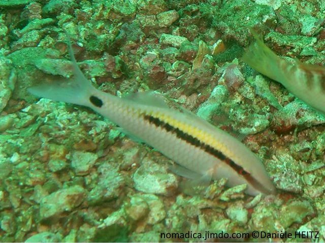 Parupeneus barberinus - Site de nomadica