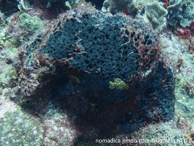 Spheciospongia vesparium - Site de nomadica